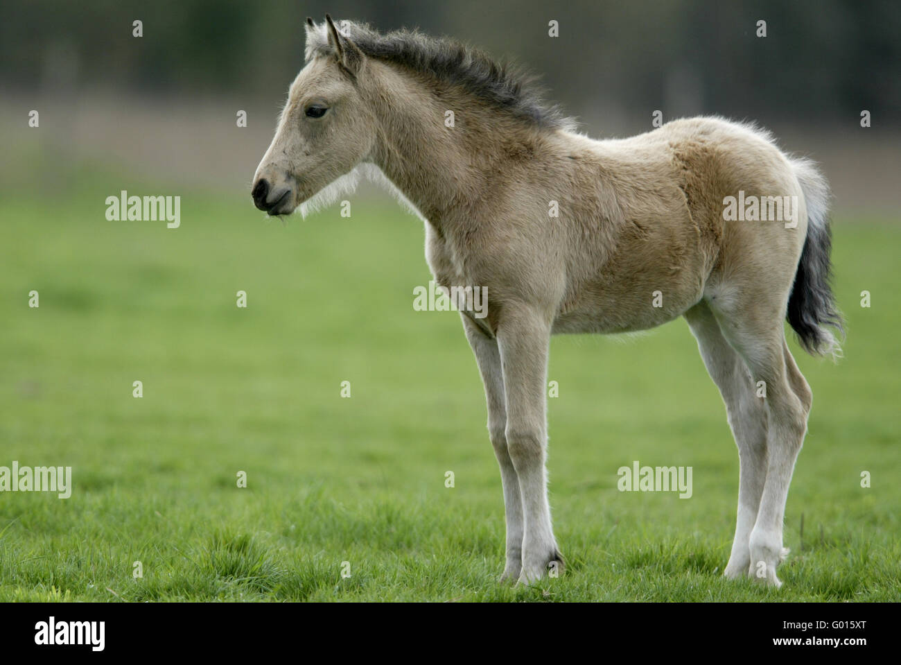Haflingerpferd hi-res stock photography and images - Alamy