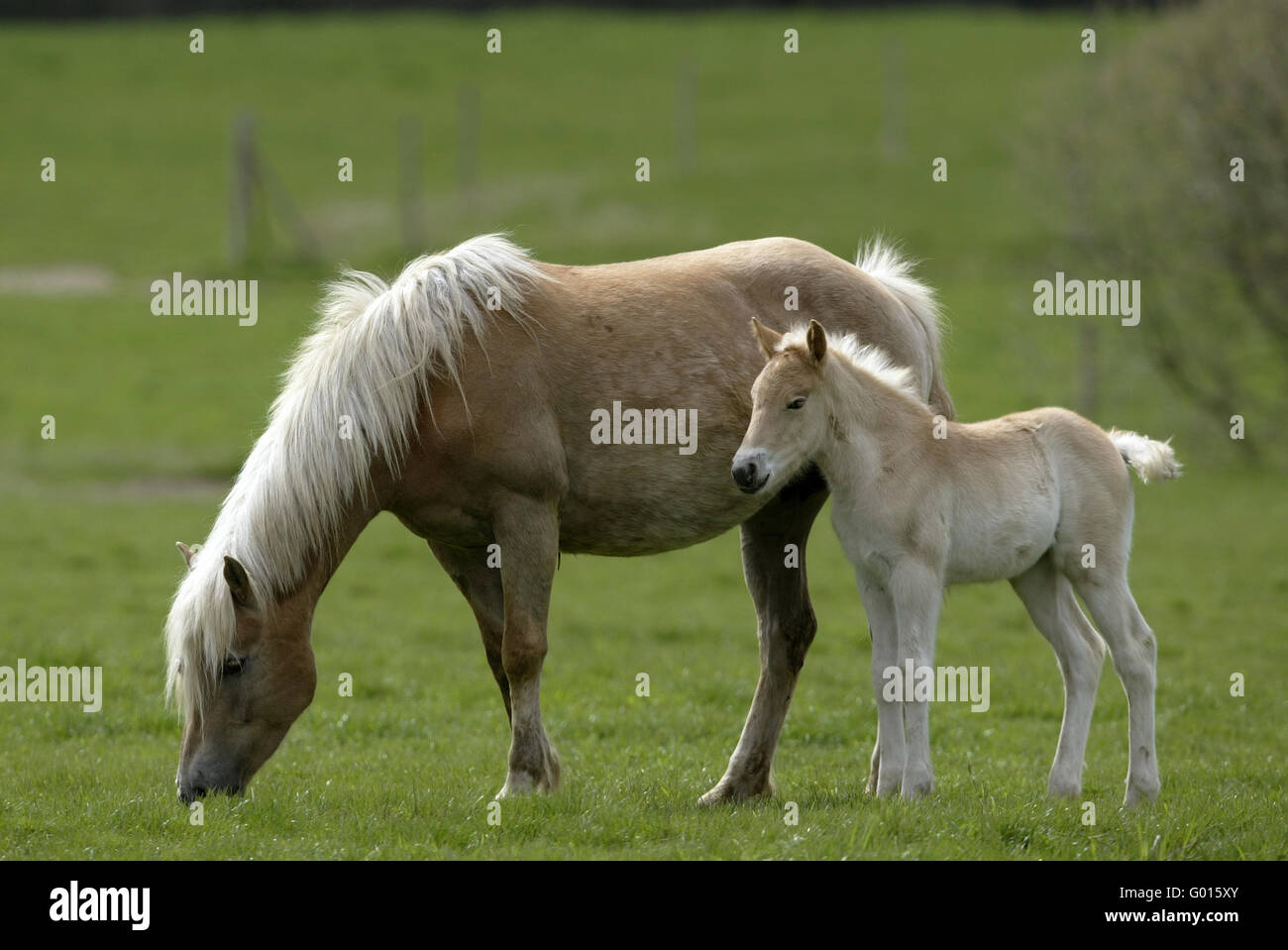 Caballo haflinger hi-res stock photography and images - Alamy