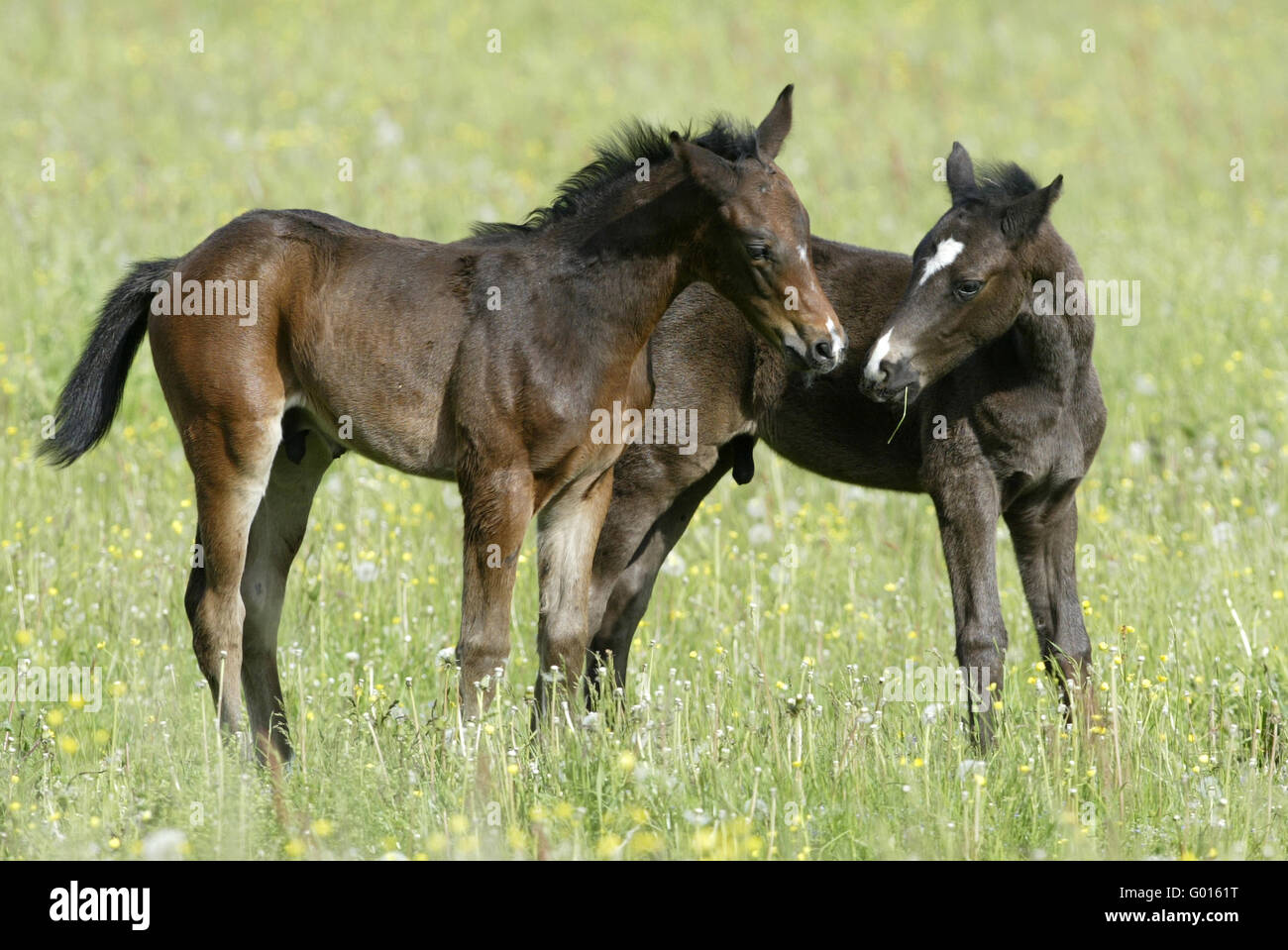 German Riding Pony Stock Photo - Alamy