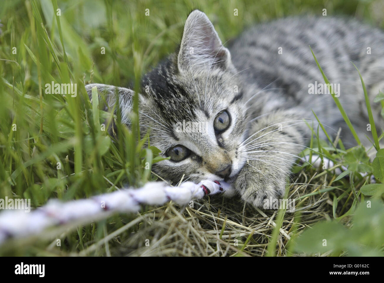 Cat cats gato gatos hi-res stock photography and images - Alamy
