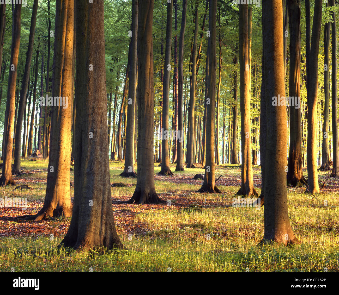 Beechtree hi-res stock photography and images - Alamy