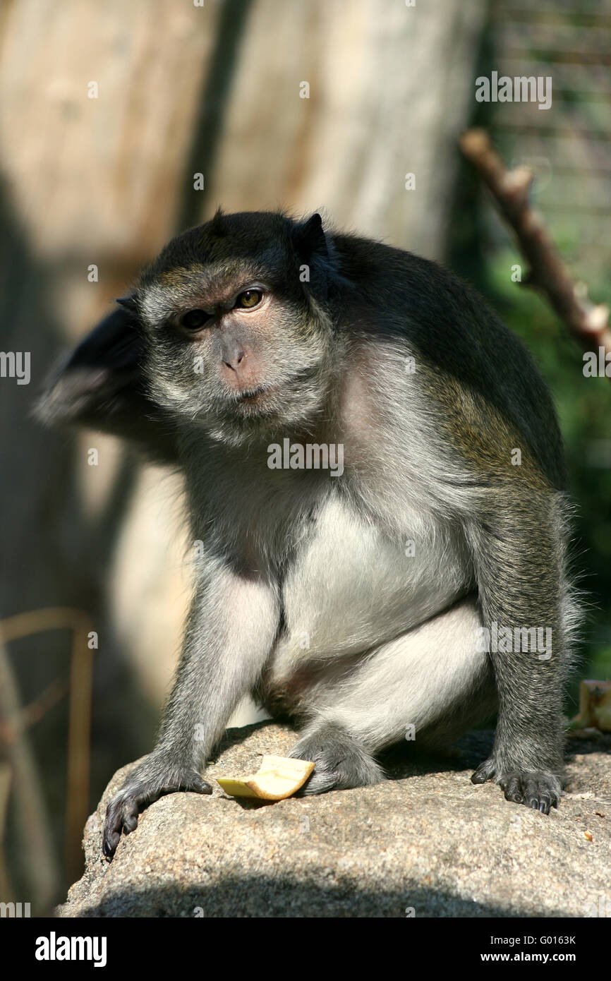 Itchy animal hi-res stock photography and images - Alamy