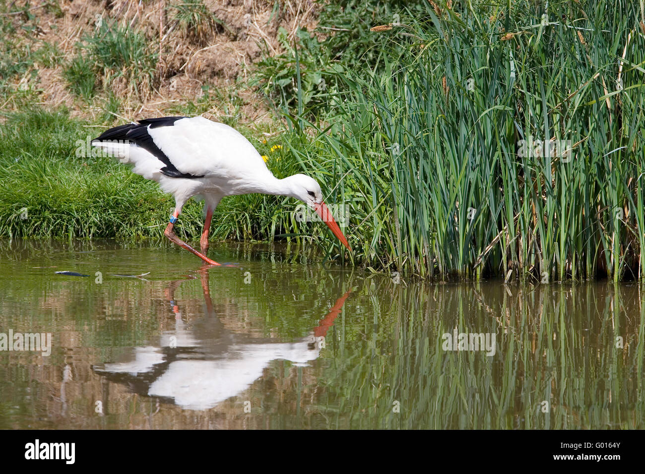 Stork water hi-res stock photography and images - Alamy