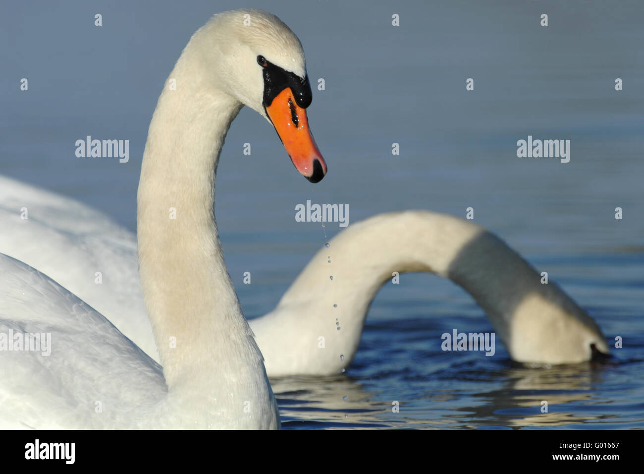 Observing mammal hi-res stock photography and images - Alamy