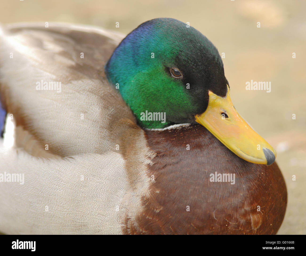 Colourful duck hi-res stock photography and images - Alamy