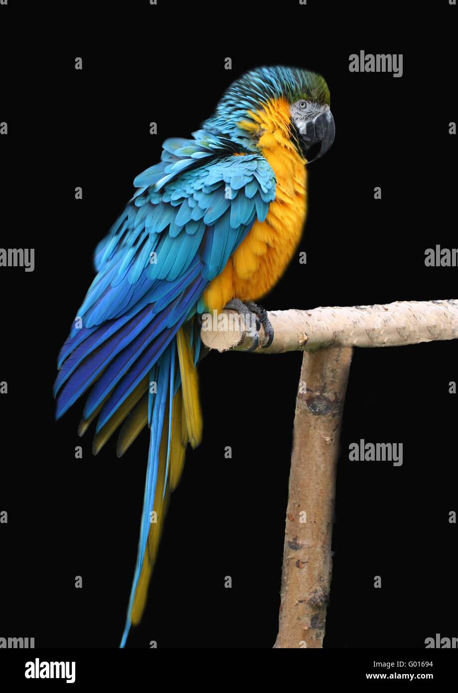 Colourful colorful animal fauna hi-res stock photography and images - Alamy