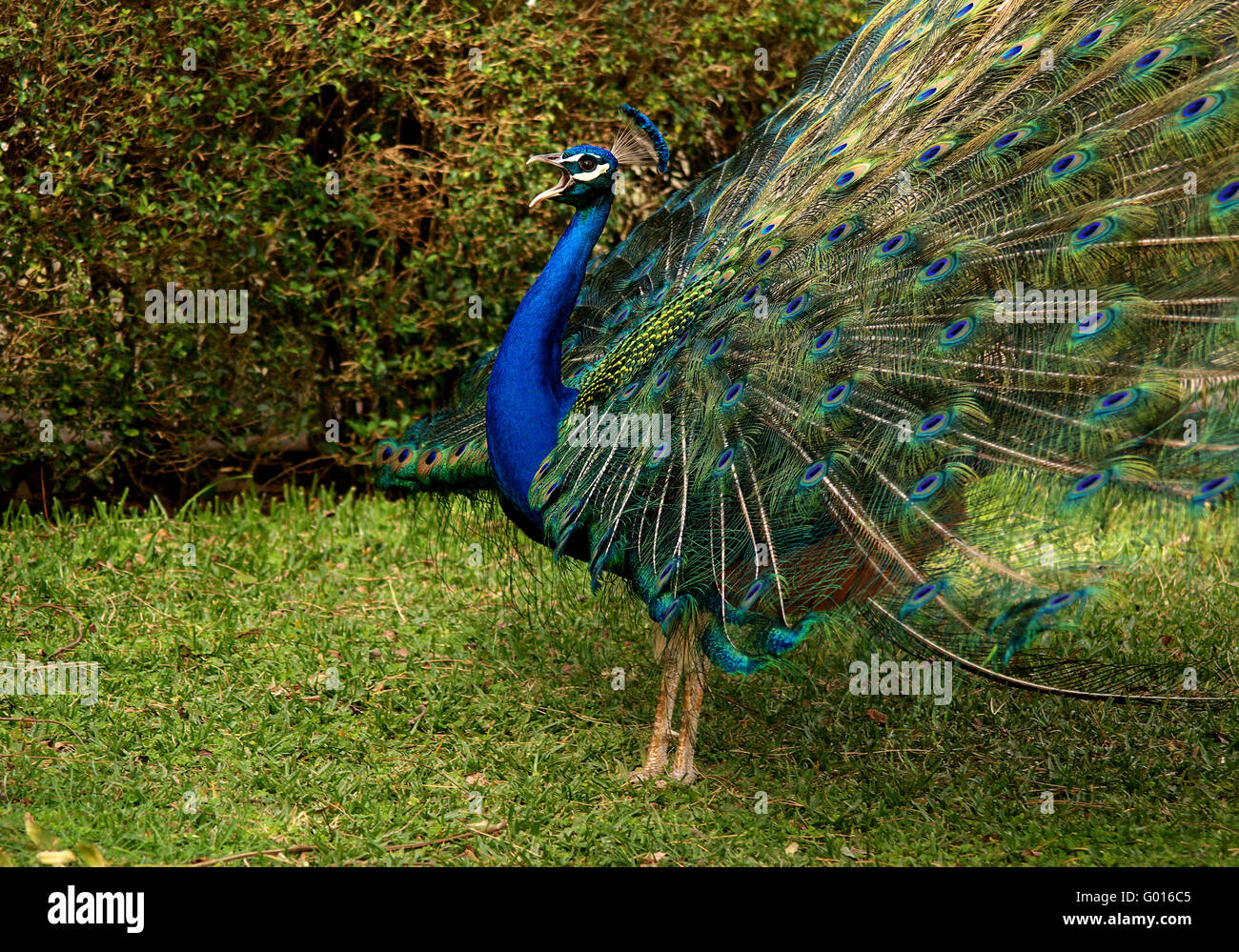 Blauer peafowl hi-res stock photography and images - Alamy