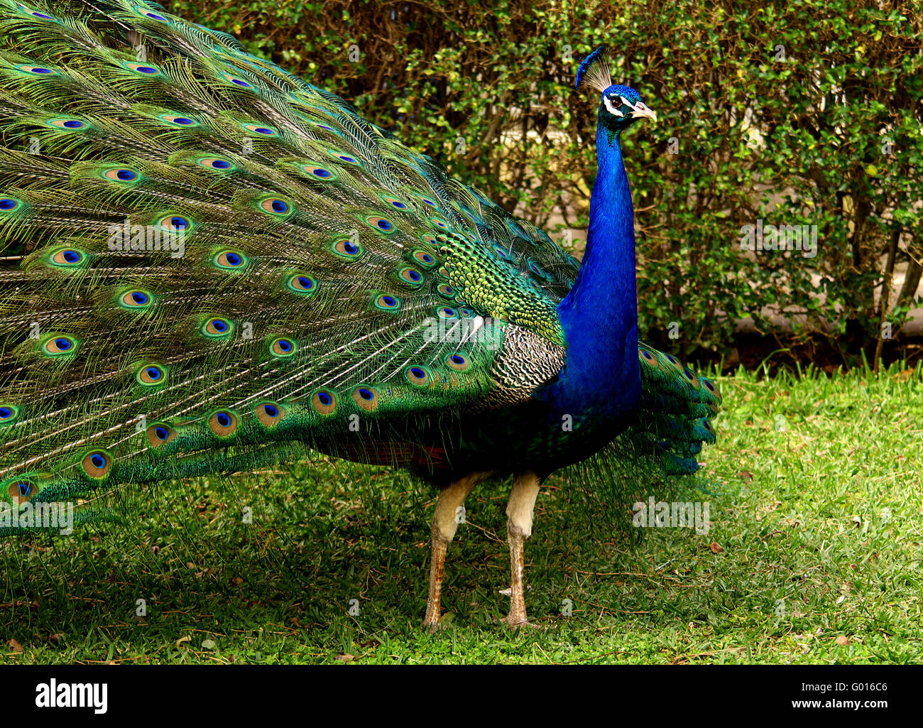 The phasianidae animal hi-res stock photography and images - Alamy