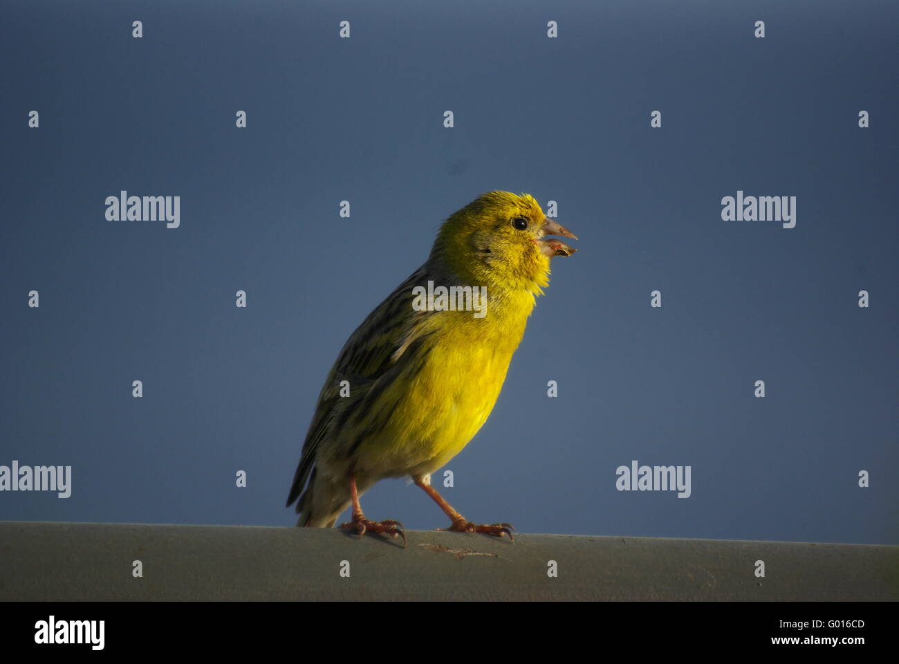 Serin finch hi-res stock photography and images - Alamy