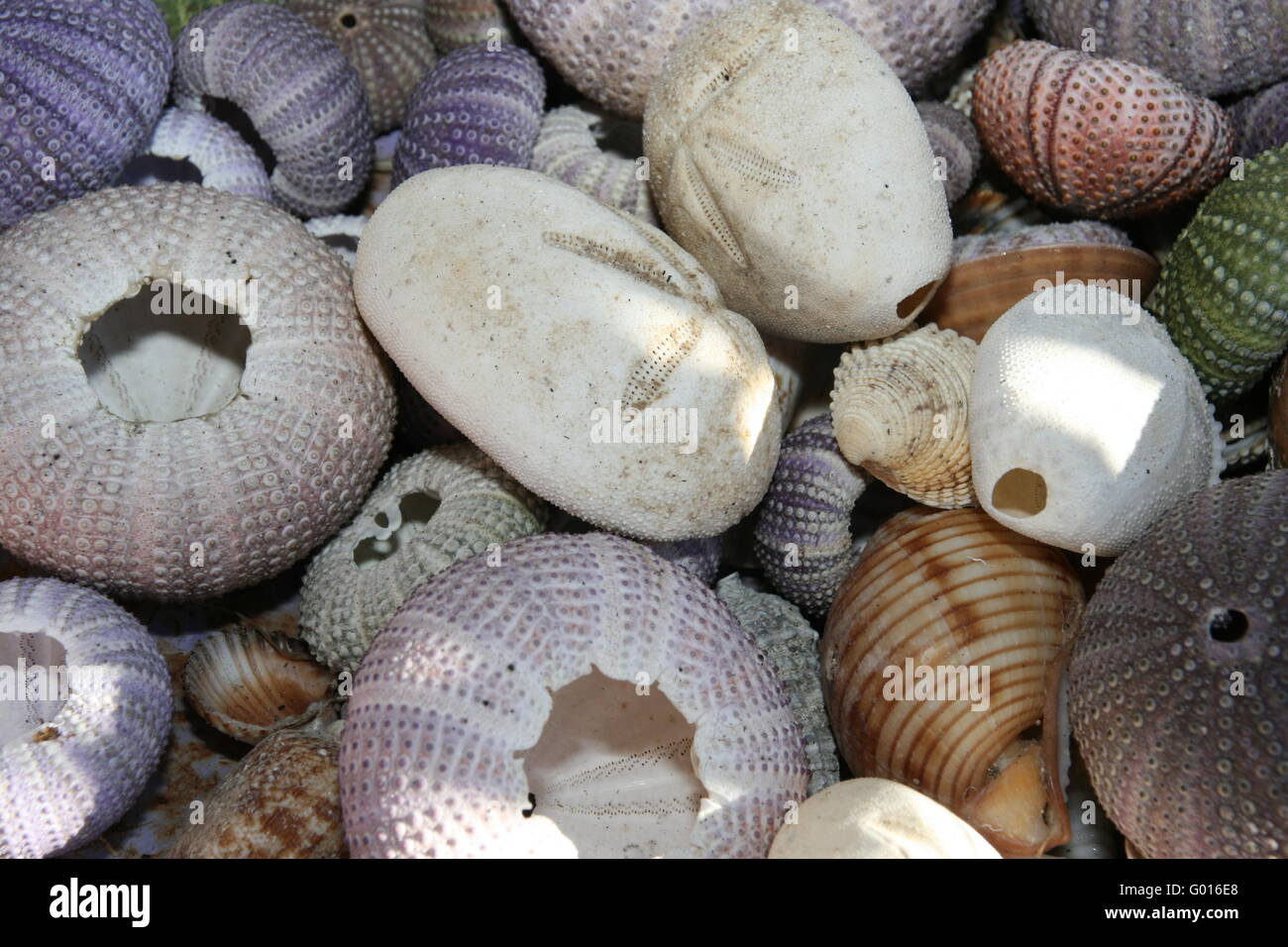 Seeigel skelett hi-res stock photography and images - Alamy