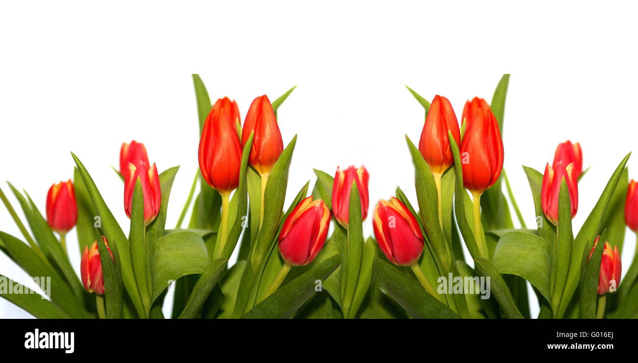 Tuber rot hi-res stock photography and images - Alamy