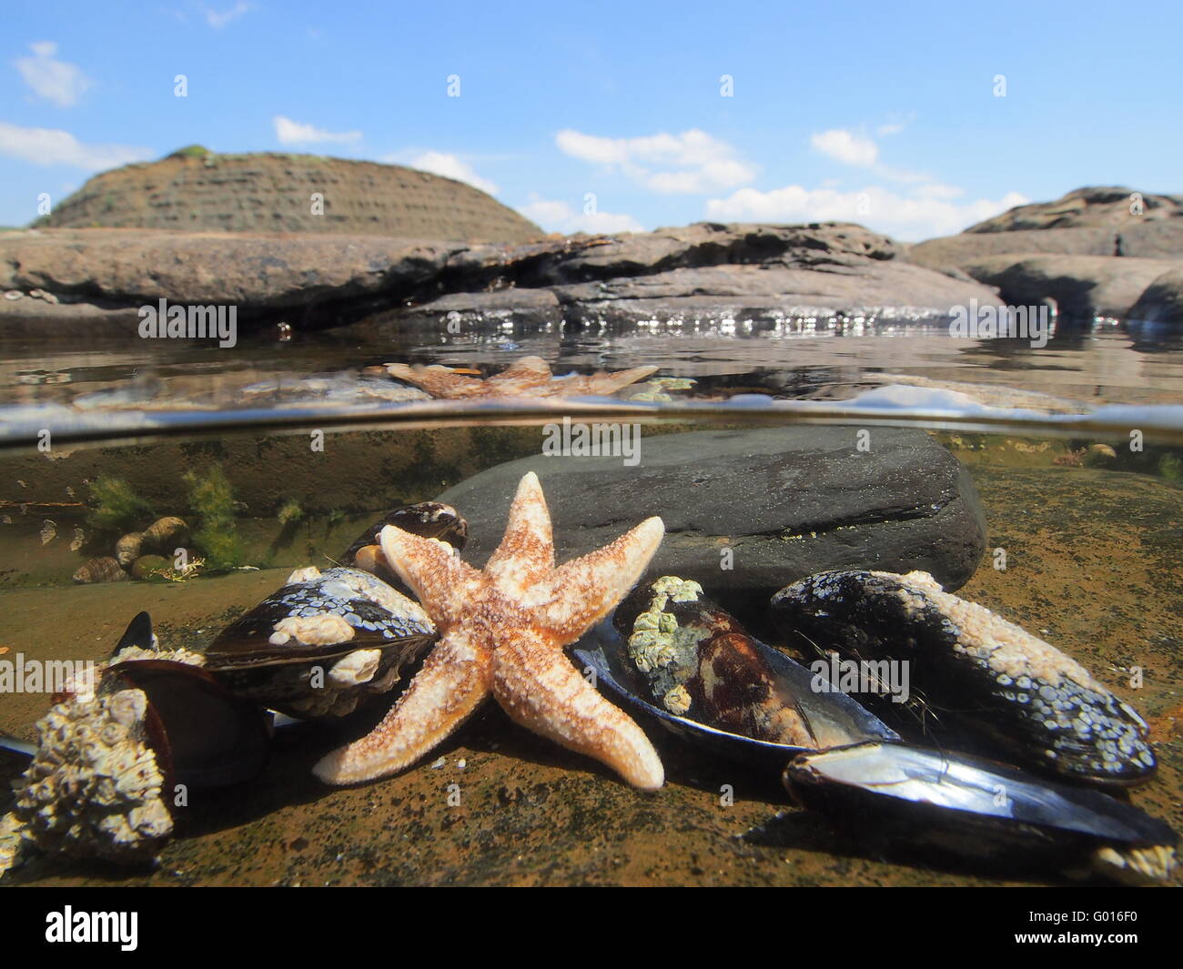 Starfish uk rockpool hi-res stock photography and images - Alamy