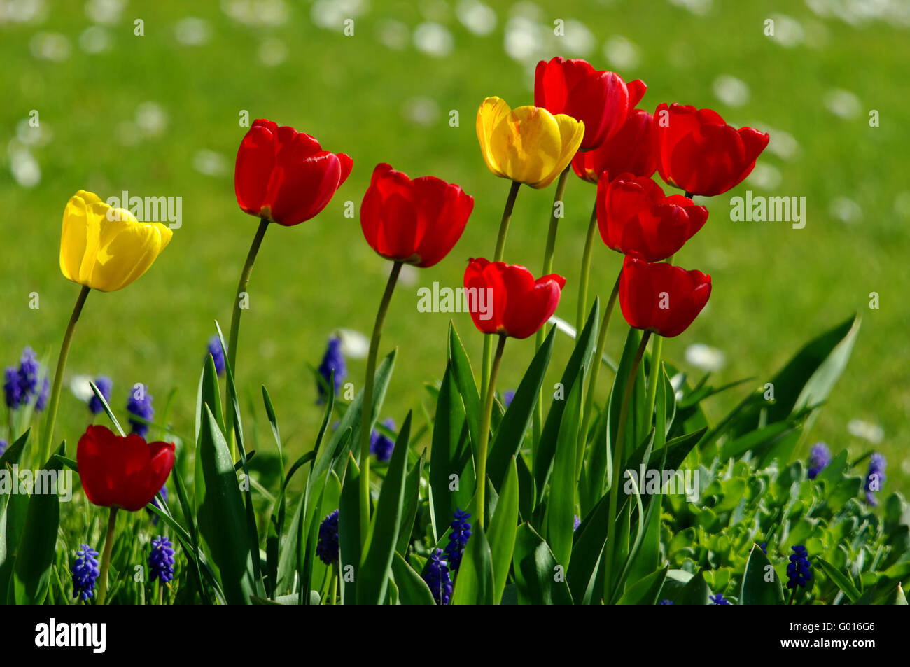 Flowers in spring Stock Photo - Alamy