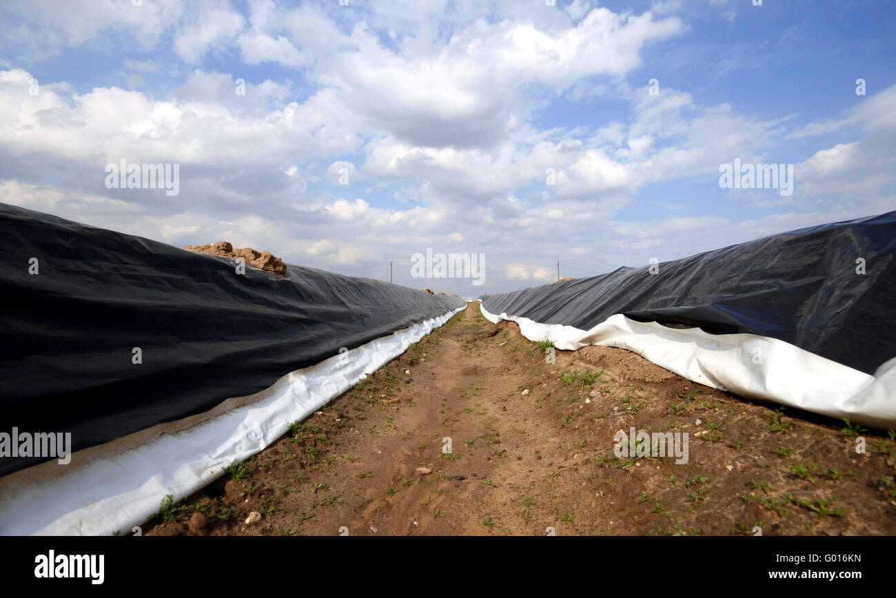 Spargelfeld hi-res stock photography and images - Alamy