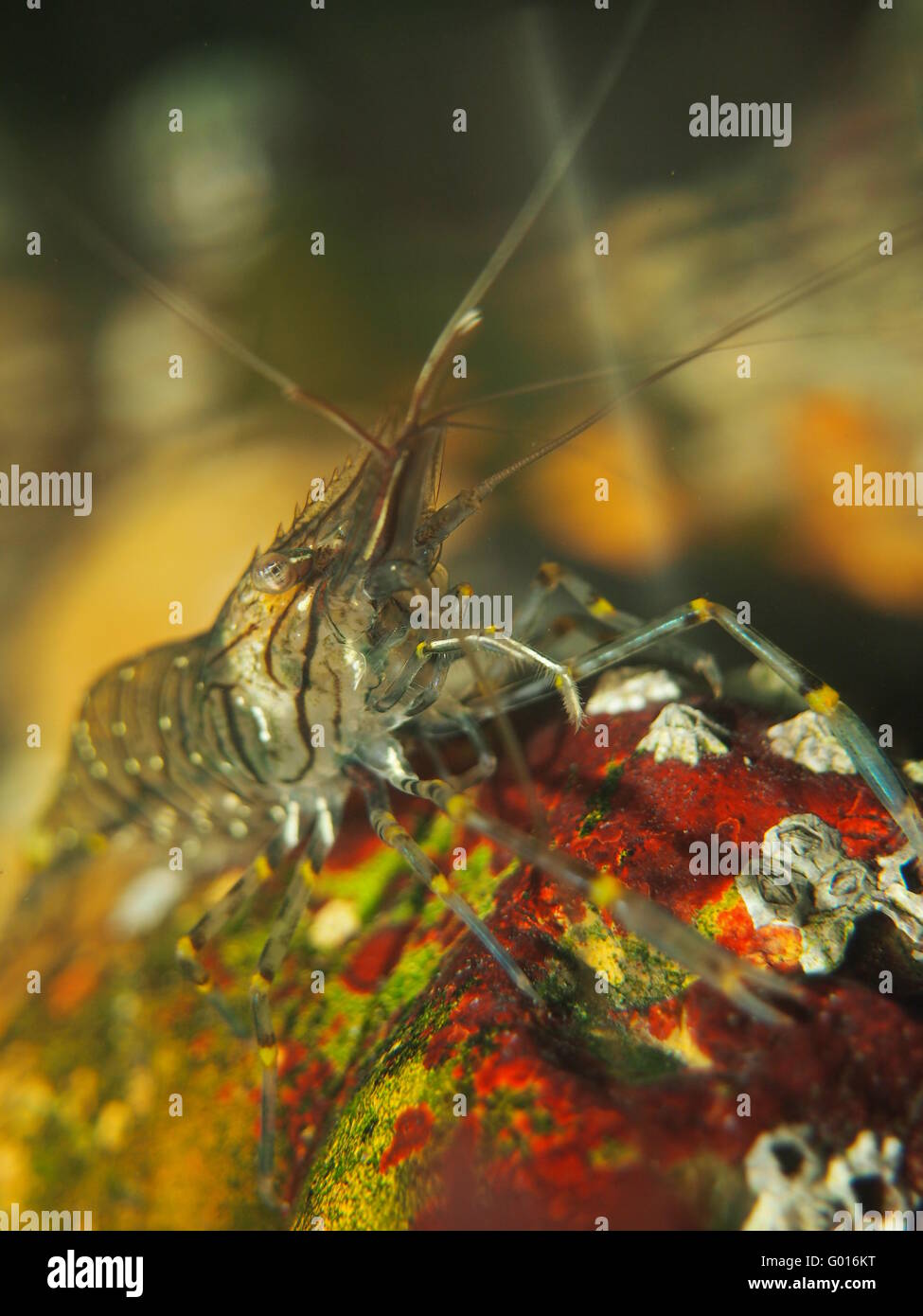 Rock pool prawn hi-res stock photography and images - Alamy