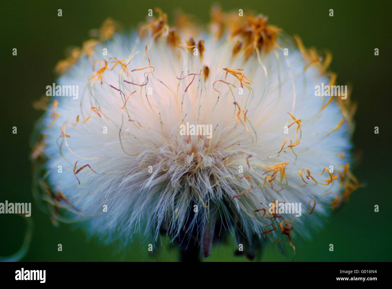 Dandelion blossom blooming detail hi-res stock photography and images ...