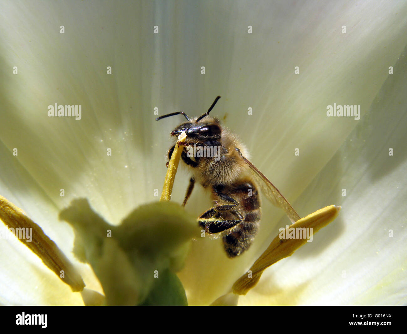 Bienenkönigin hi-res stock photography and images - Alamy