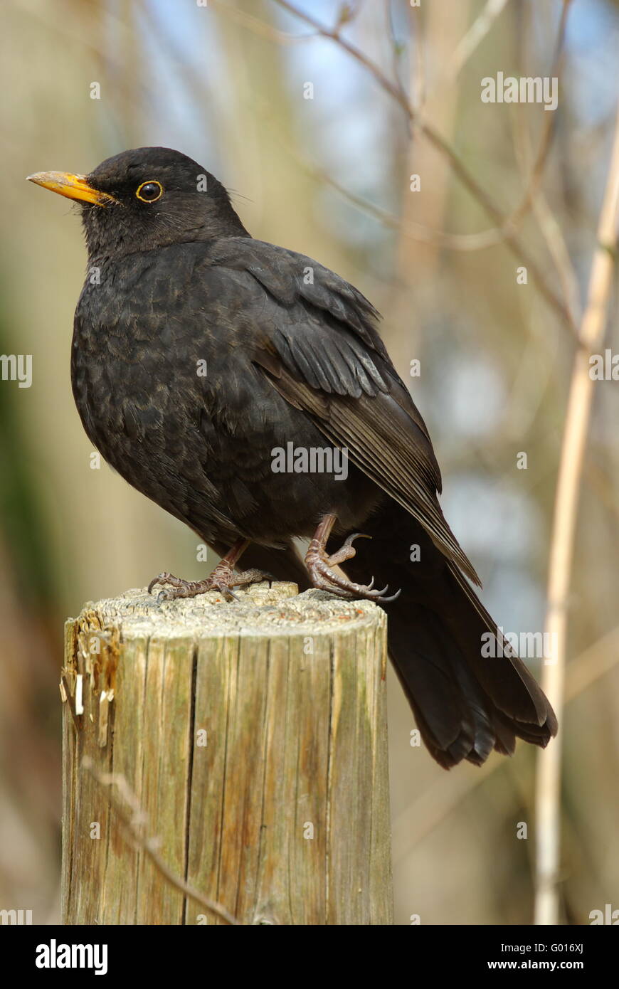 Black bird turdus merula turdidae hi-res stock photography and images ...