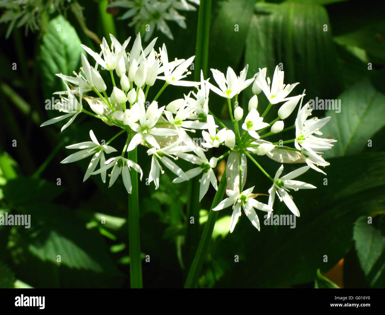 Trendpflanze hi-res stock photography and images - Alamy