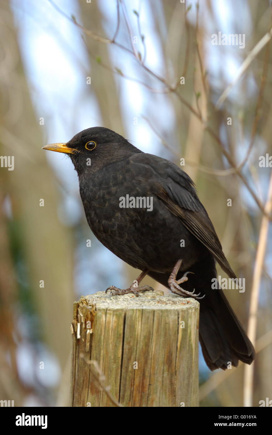 Black bird turdus merula turdidae hi-res stock photography and images - Alamy