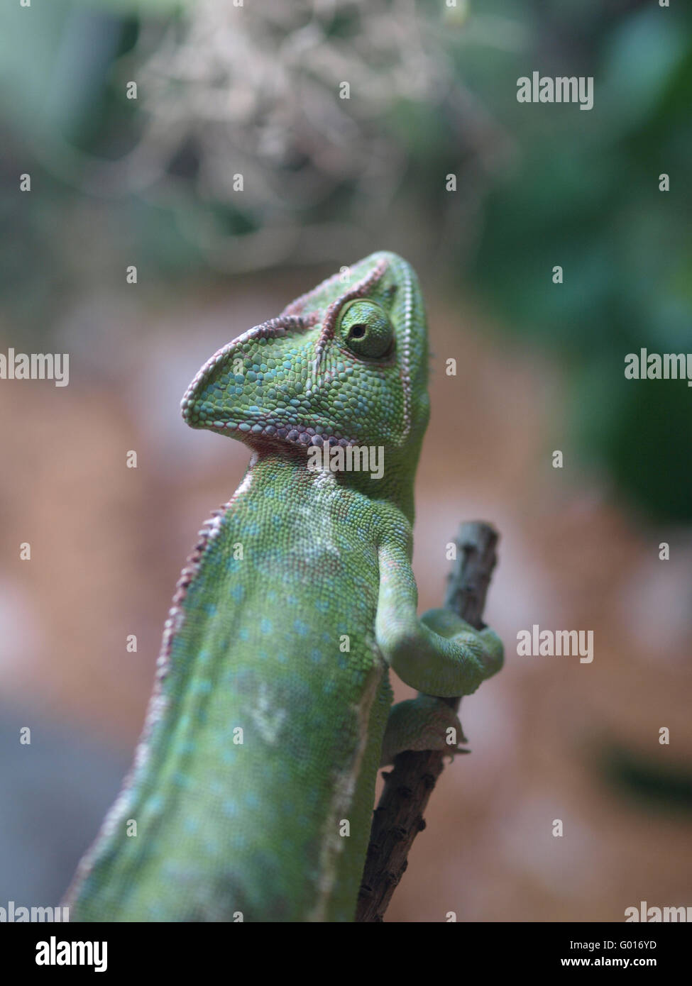 Chamaleon tarnung hi-res stock photography and images - Alamy