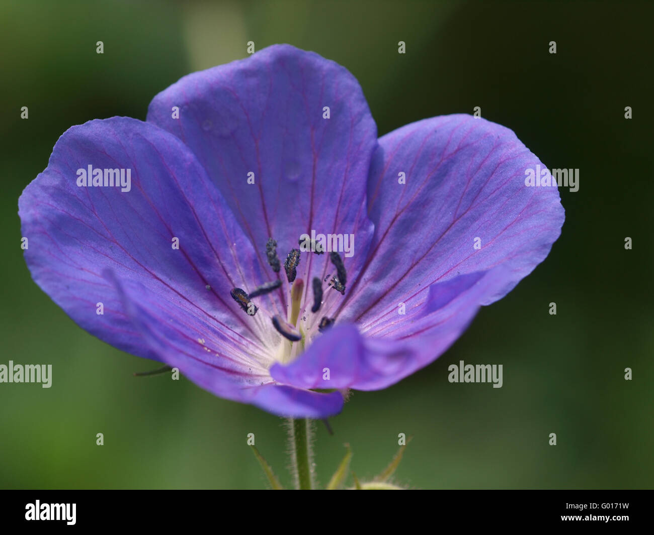 Geranium orion hi-res stock photography and images - Alamy