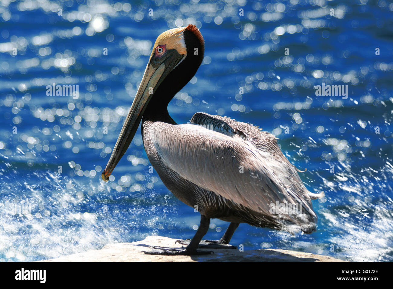 Grey pelican hi-res stock photography and images - Alamy