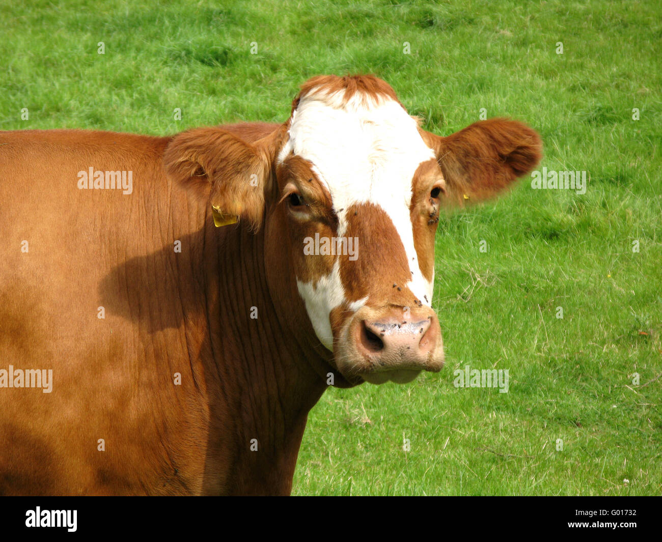 Cow tail hi-res stock photography and images - Alamy