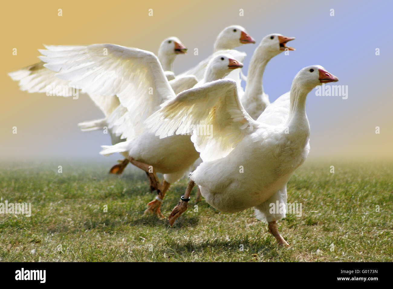 Hausgans, Hausgaense, Domestic Goose Stock Photo - Alamy