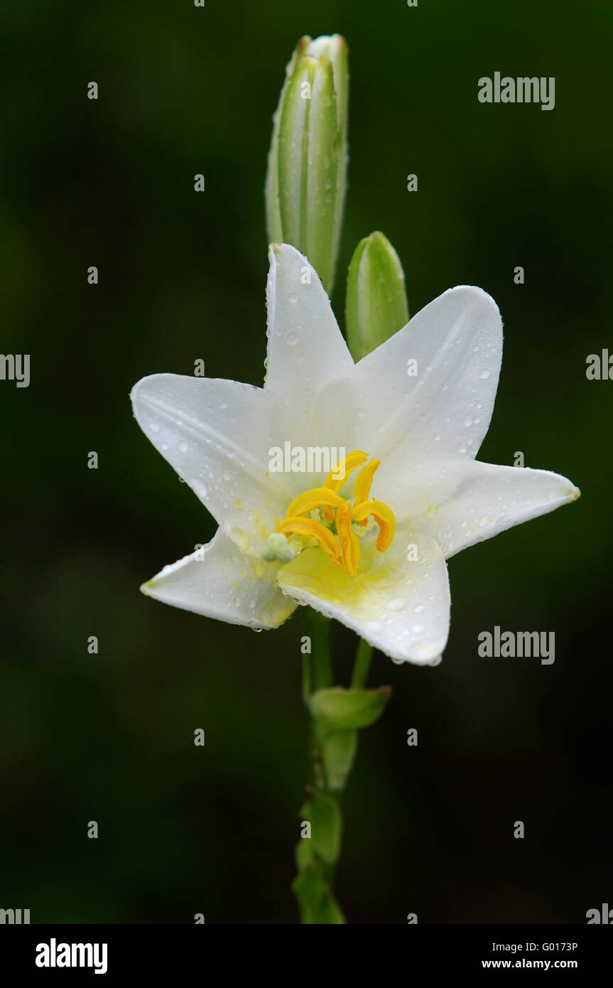 Madonna lilie hi-res stock photography and images - Alamy