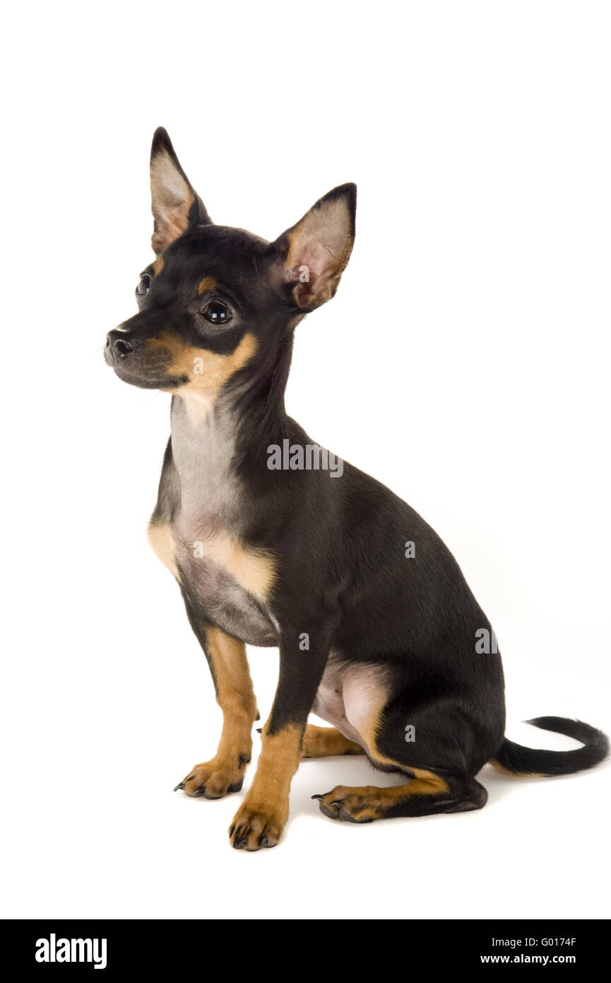 Prager rattler hi-res stock photography and images - Alamy