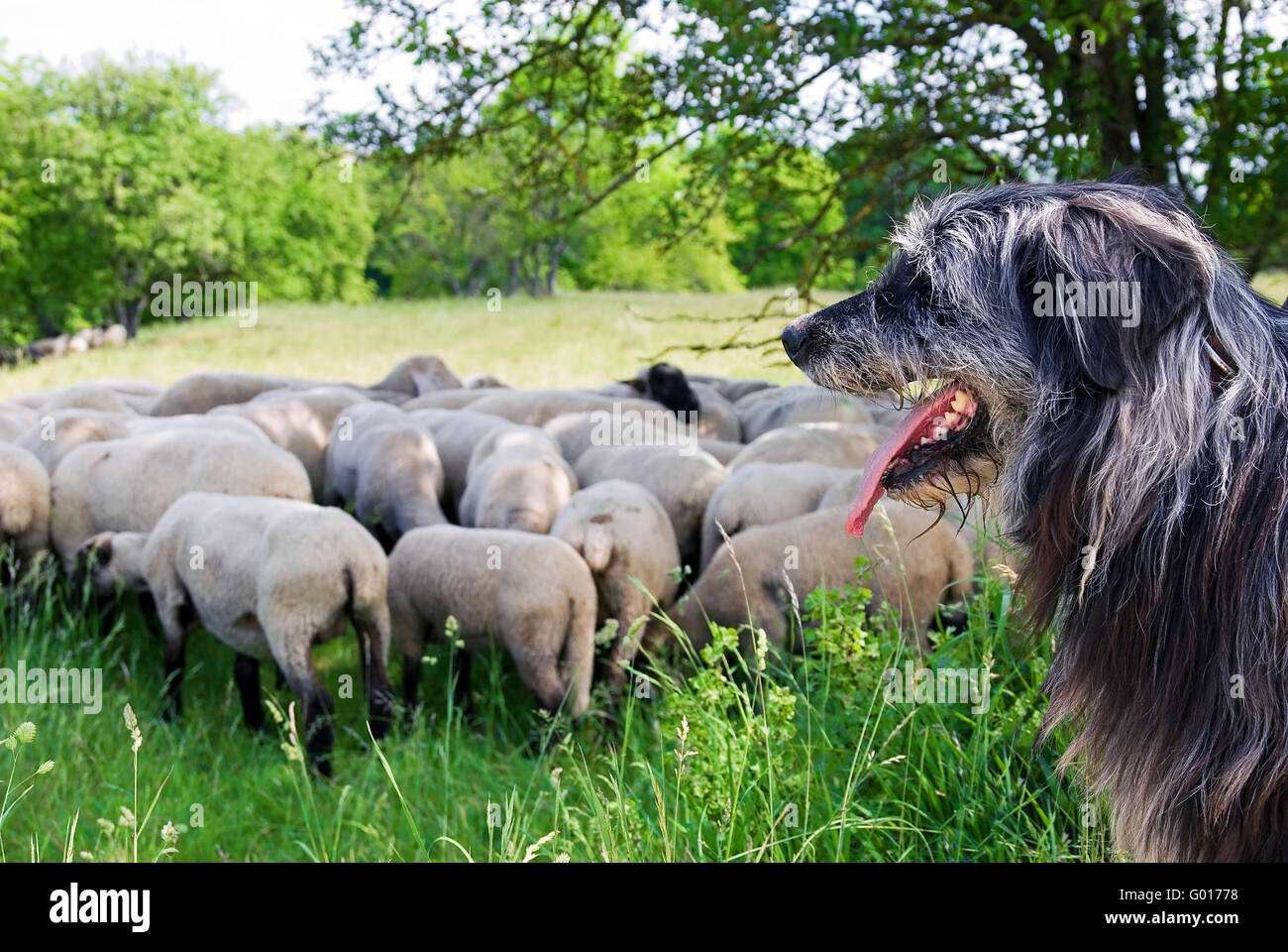 Dog guards a herd of sheep Stock Photo - Alamy