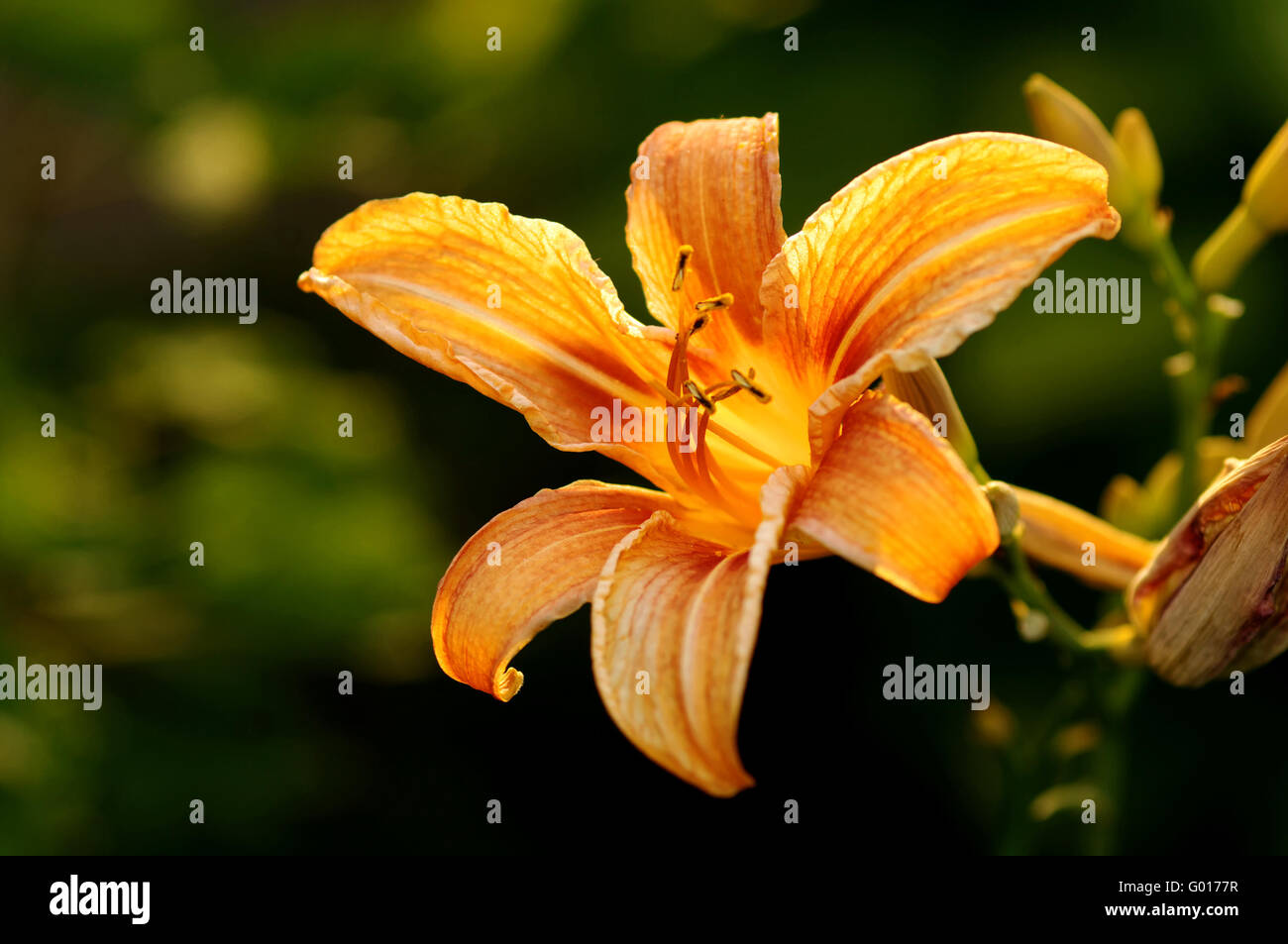 Perigon hi-res stock photography and images - Alamy