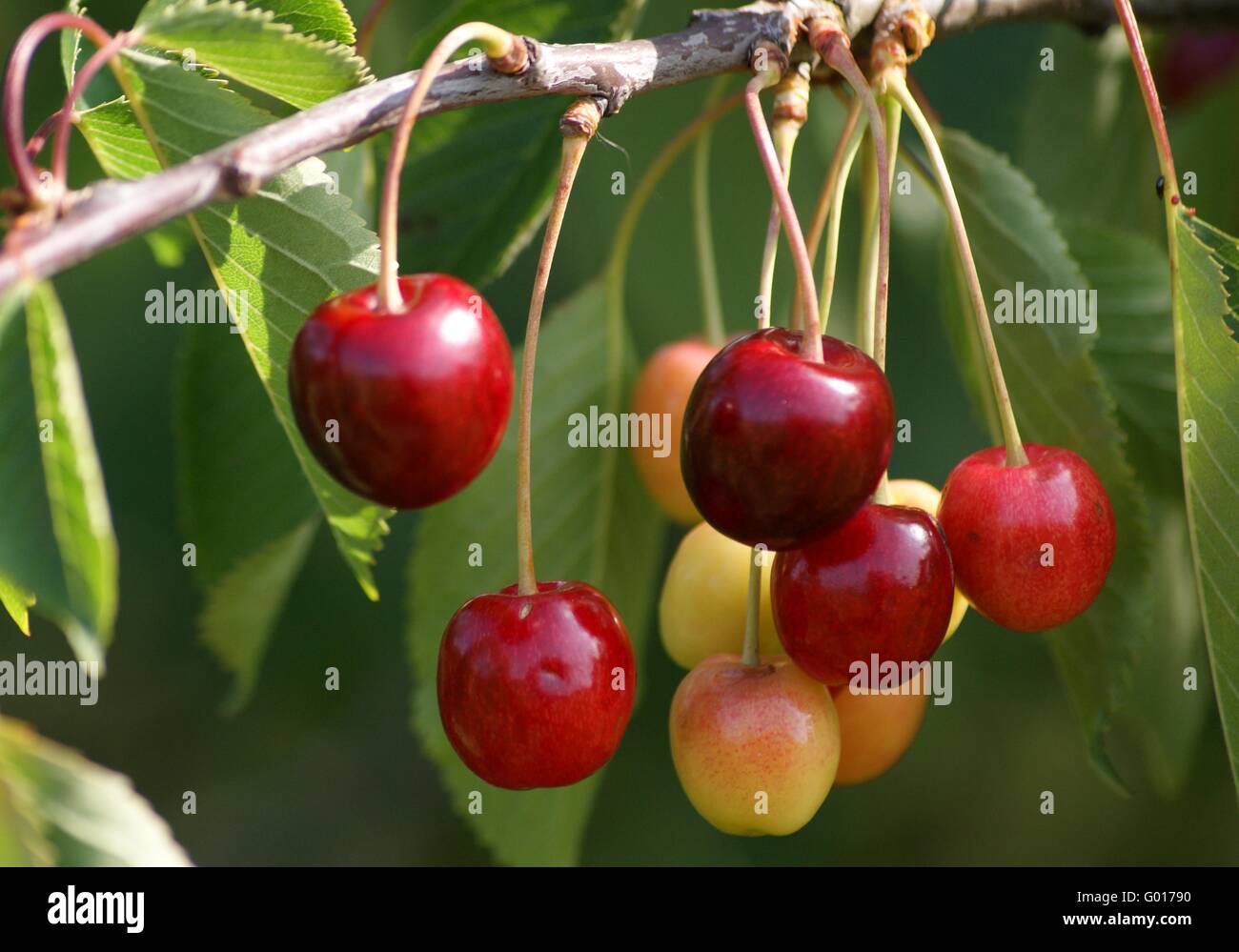 Red cherrys hi-res stock photography and images - Alamy
