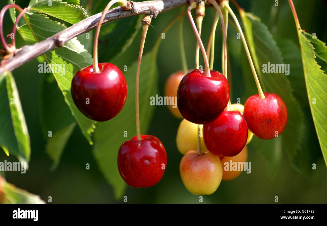Red cherrys hi-res stock photography and images - Alamy