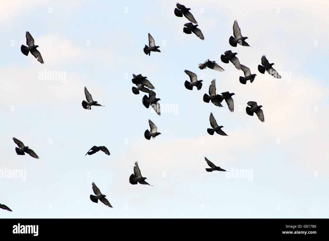 Flock of doves Stock Photo - Alamy