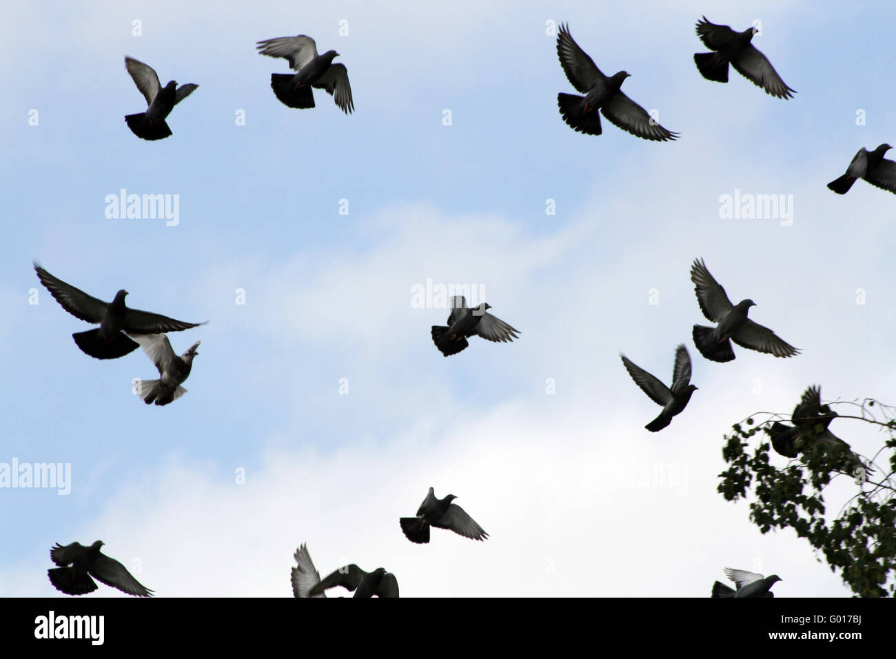 Dove flapping wings hi-res stock photography and images - Alamy