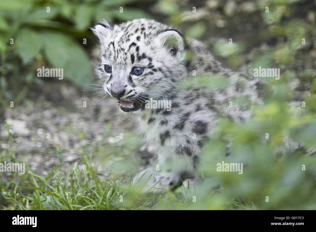 Adorable leopard cub hi-res stock photography and images - Alamy