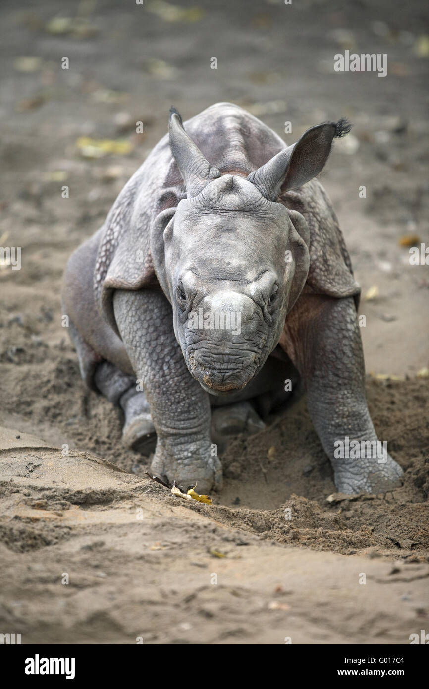 Great Indian Rhinoceros Stock Photo - Alamy