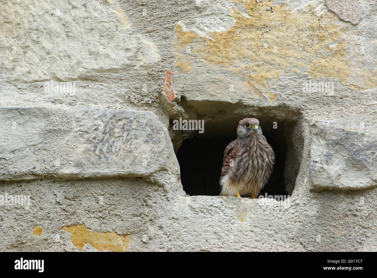 Kestrel nest hi-res stock photography and images - Alamy