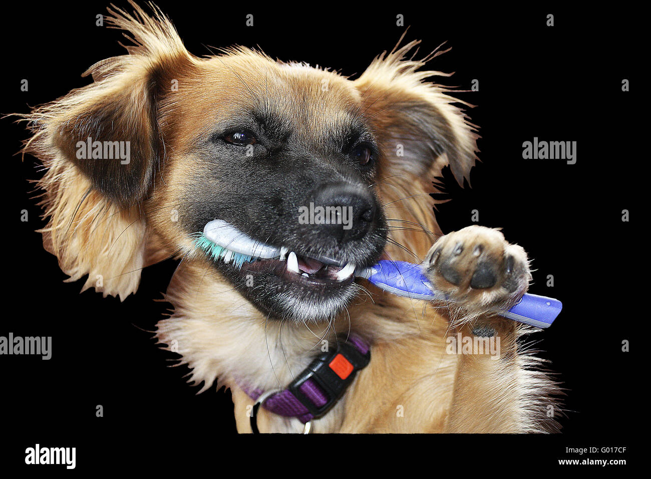 Dog with toothbrush Stock Photo - Alamy