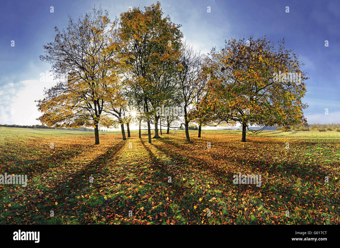 Group of trees in the autumn Stock Photo - Alamy