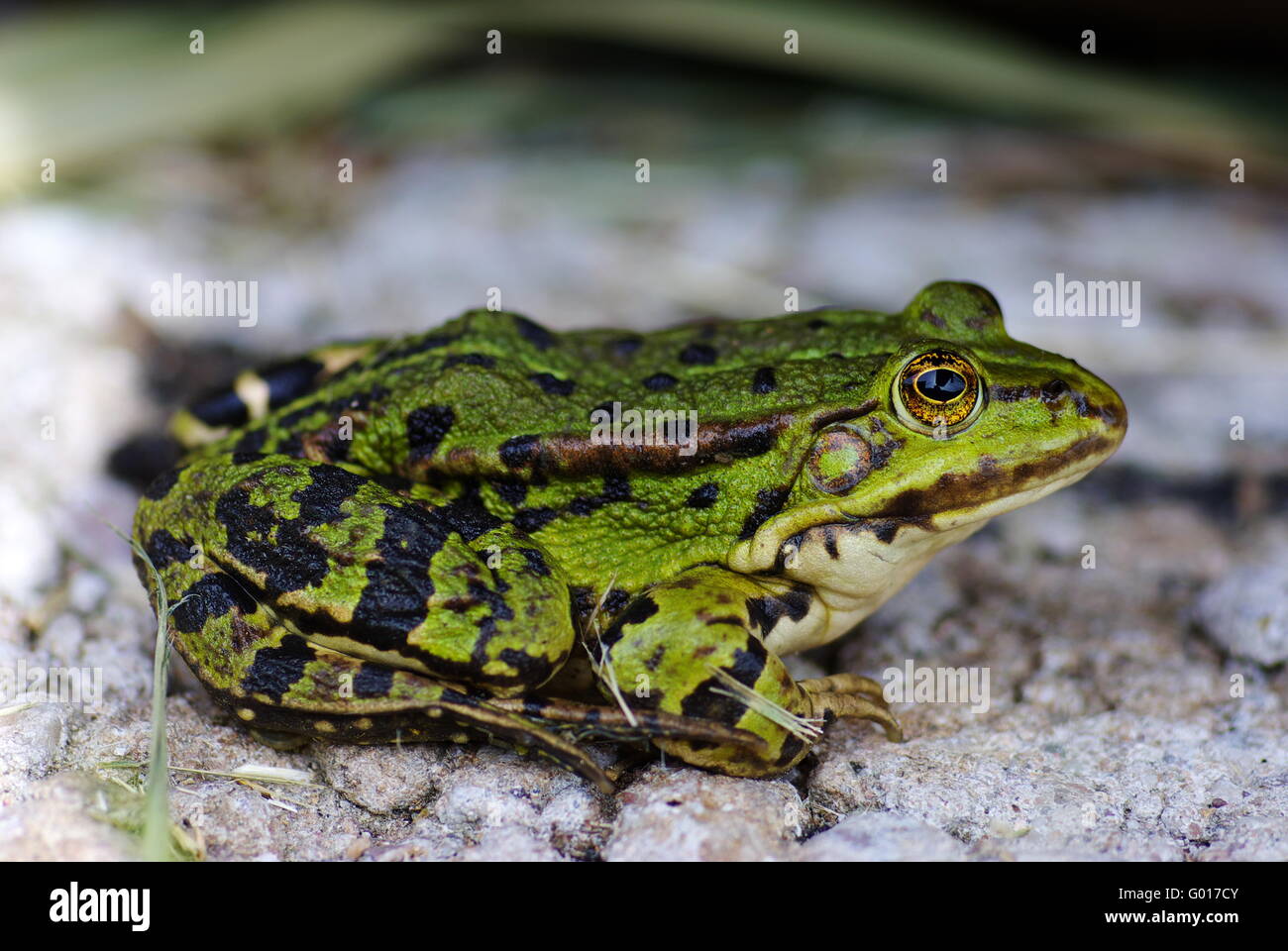 Echter Frosch Stock Photos & Echter Frosch Stock Images - Alamy