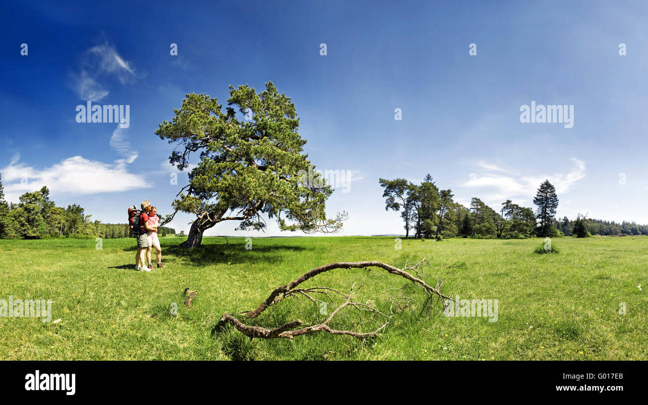 More kiefer hi-res stock photography and images - Alamy