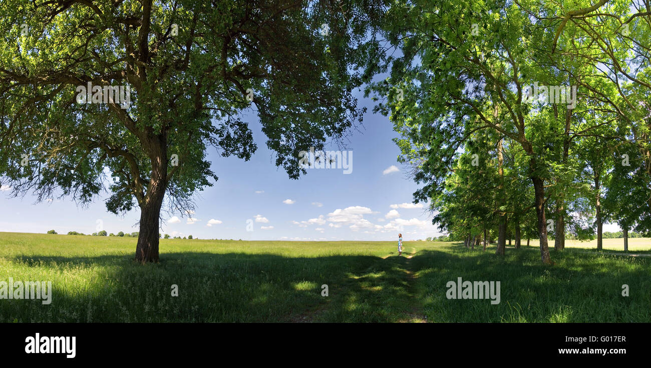 Apple tree allee hi-res stock photography and images - Alamy