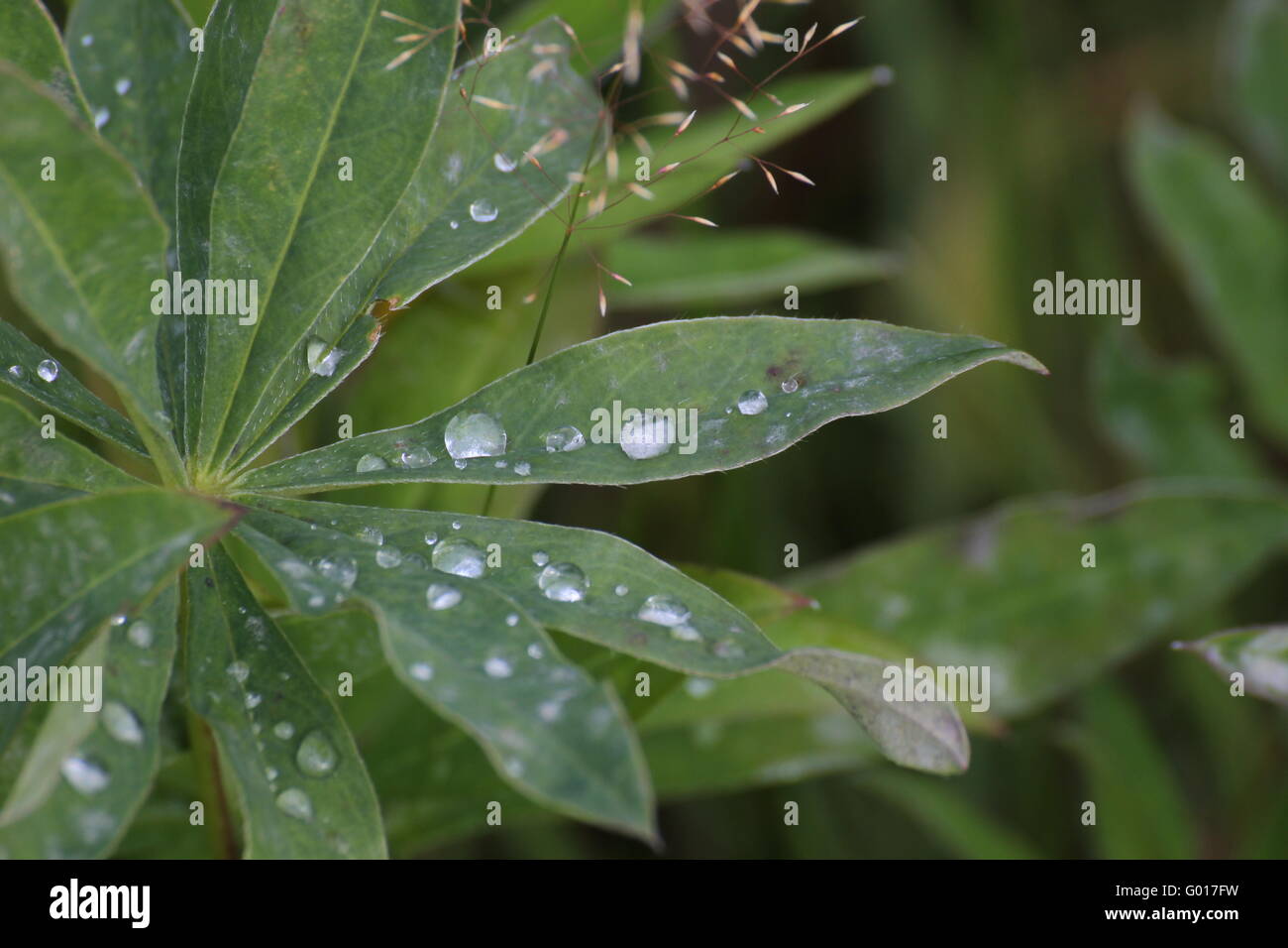Digitate leaf High Resolution Stock Photography and Images - Alamy
