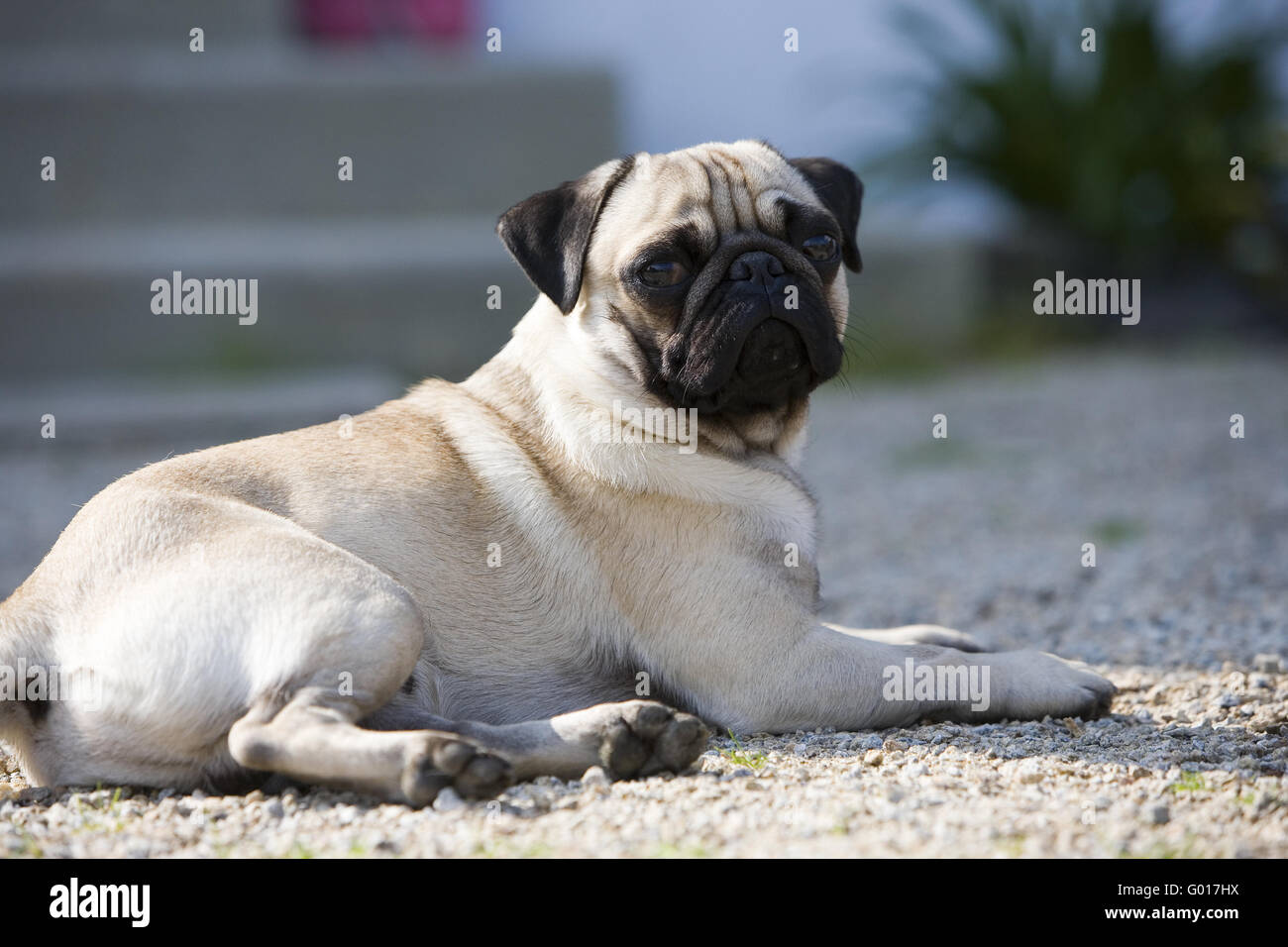Funny pug hi-res stock photography and images - Alamy
