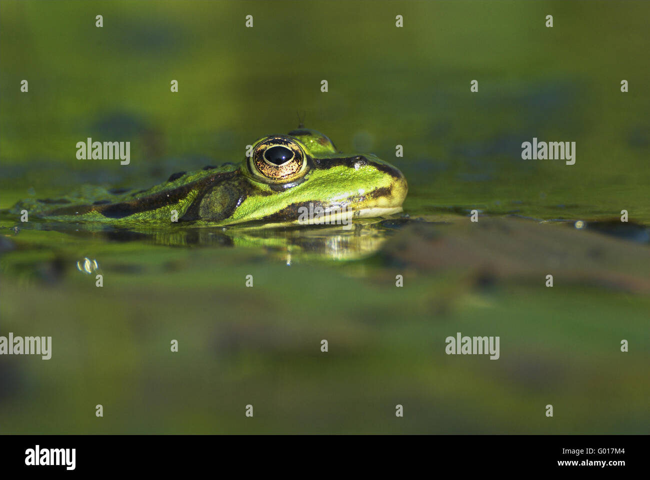 Amphibious Animals Images