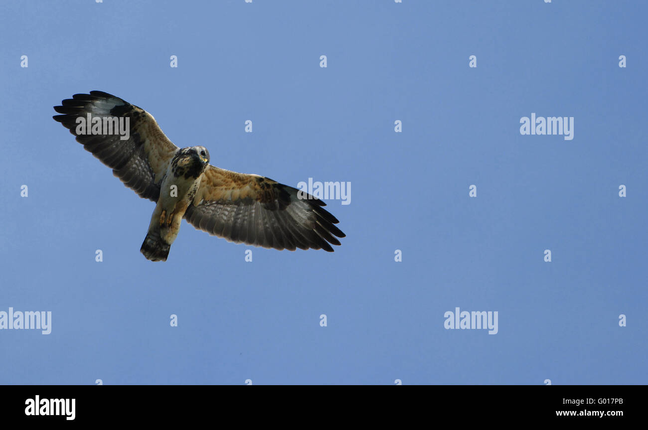 Hawk beak open hi-res stock photography and images - Alamy