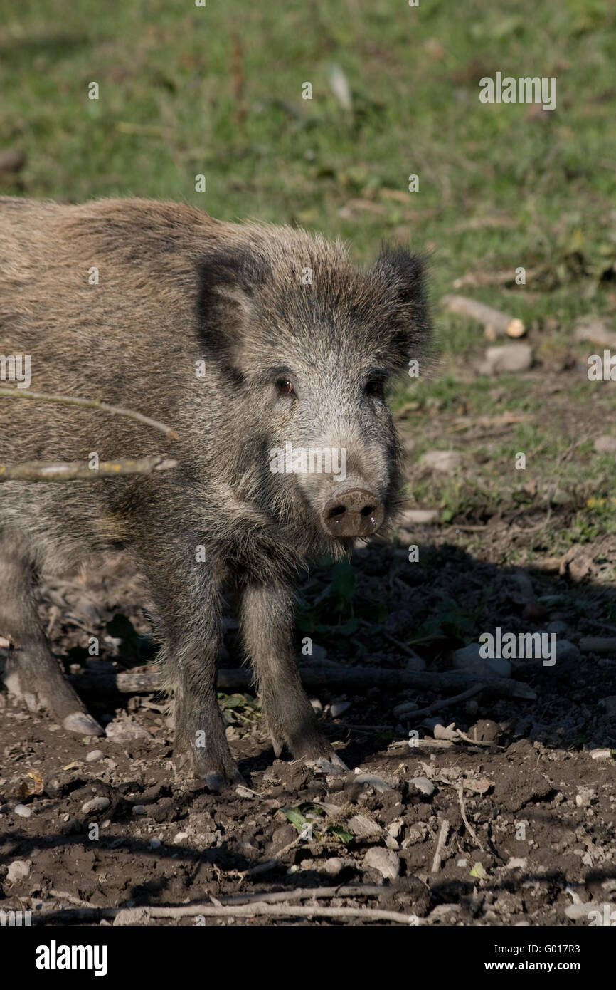 Boar nose hi-res stock photography and images - Alamy